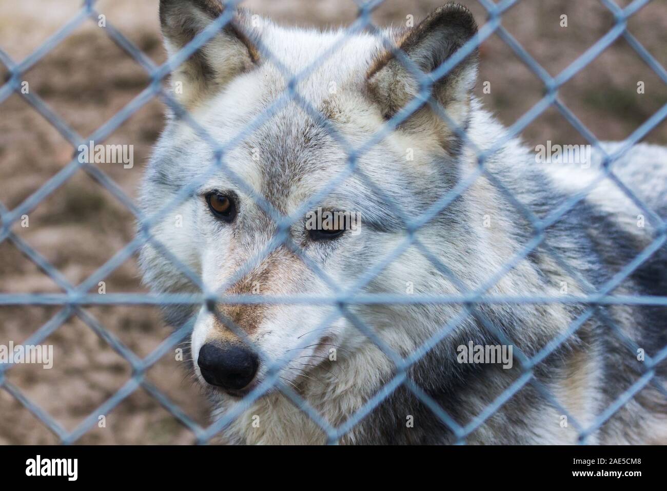 Caged wolf hi-res stock photography and images - Alamy