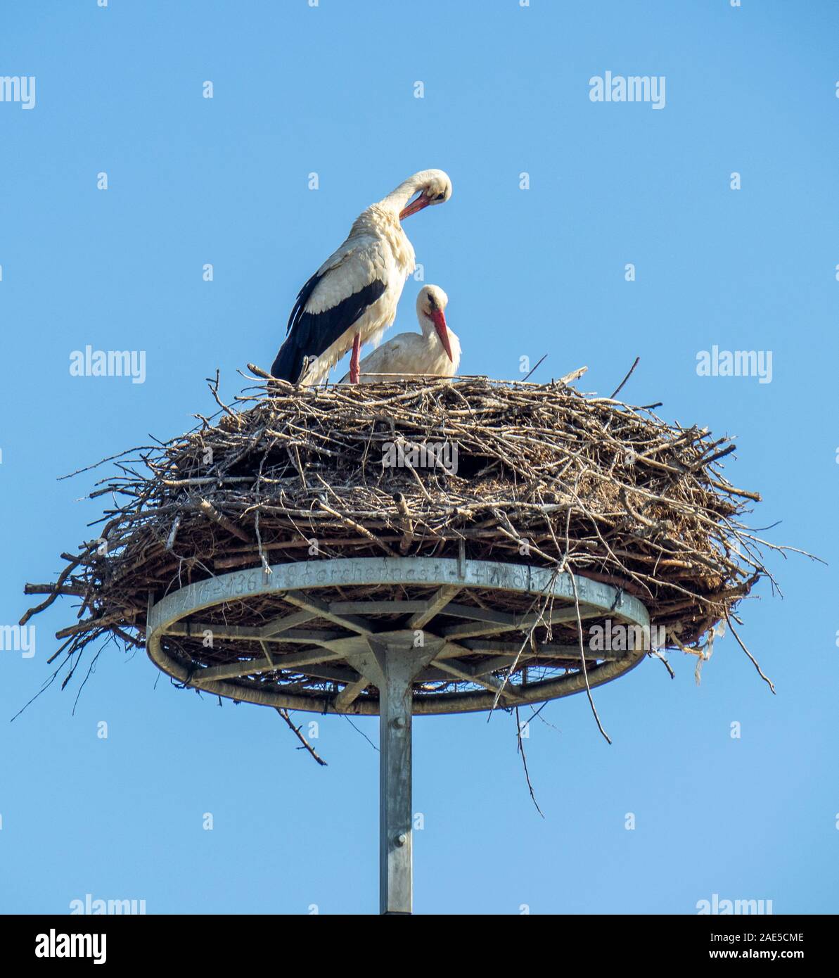 White stork nest hi-res stock photography and images - Alamy