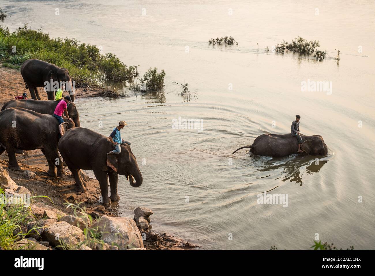 Bath with elephants, Luang Prabang Elephants Camp, Luang Prabang, Laos ...
