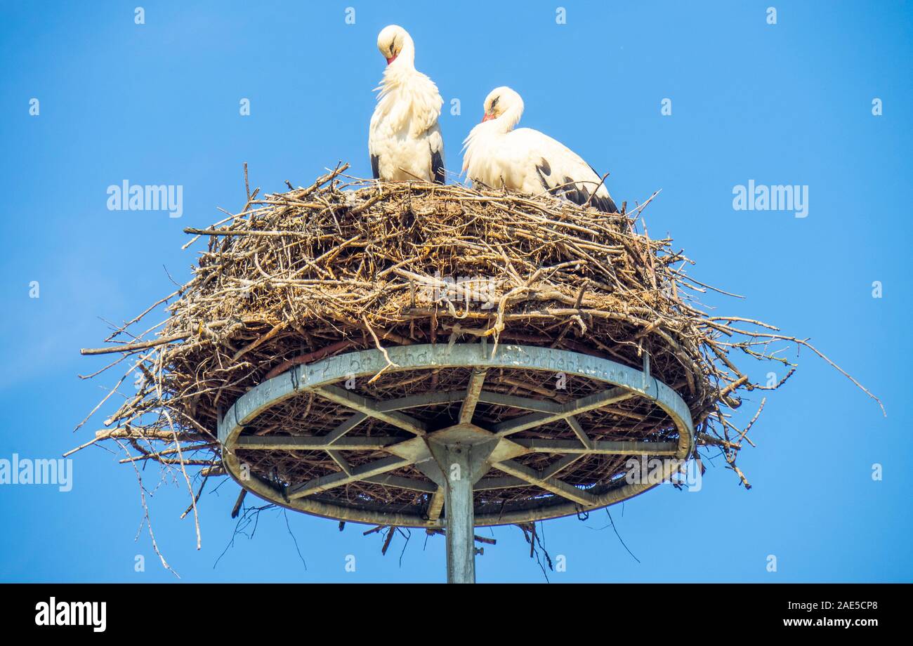 two white storks nesting in a nest built on a man made nest platform ...