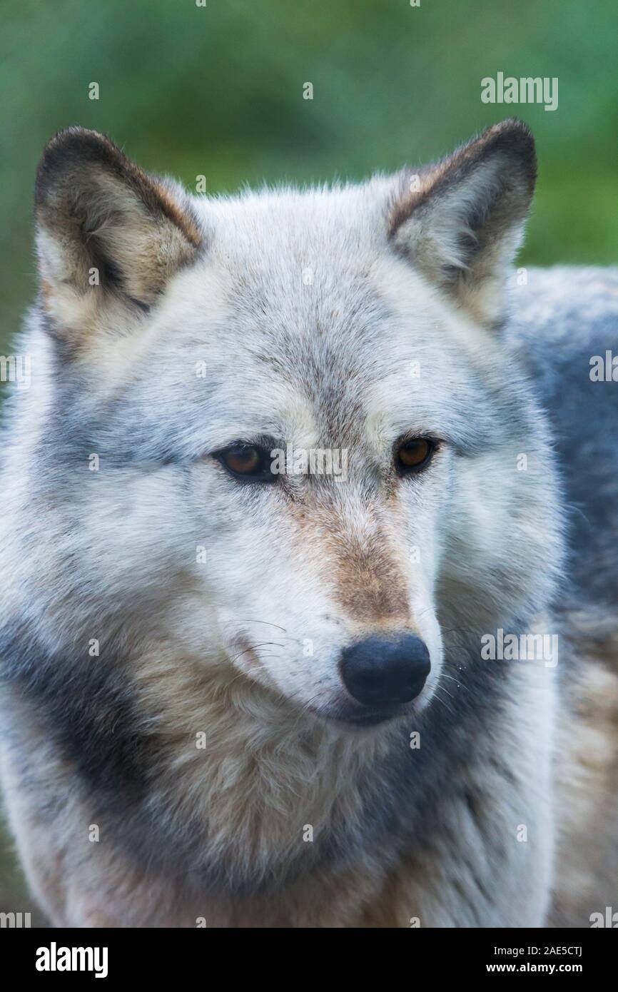 Grey captive Northwestern Wolf (Canis Lupus Occidentalis) also known as ...