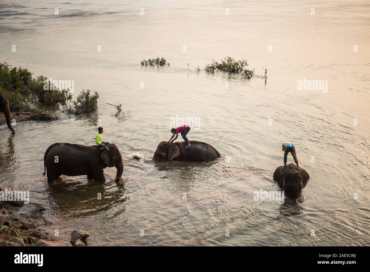 Bath with elephants, Luang Prabang Elephants Camp, Luang Prabang, Laos ...
