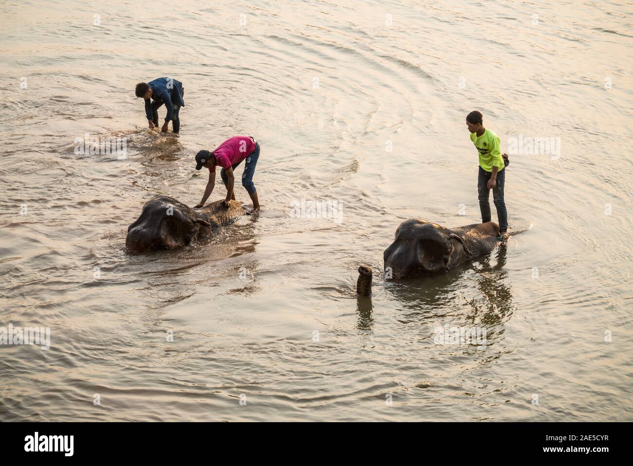 Bath with elephants, Luang Prabang Elephants Camp, Luang Prabang, Laos ...
