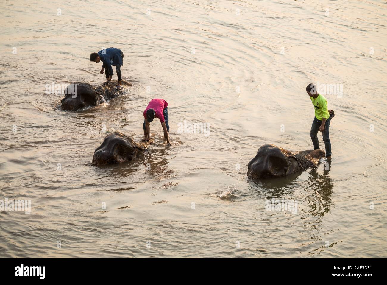 Bath with elephants, Luang Prabang Elephants Camp, Luang Prabang, Laos ...