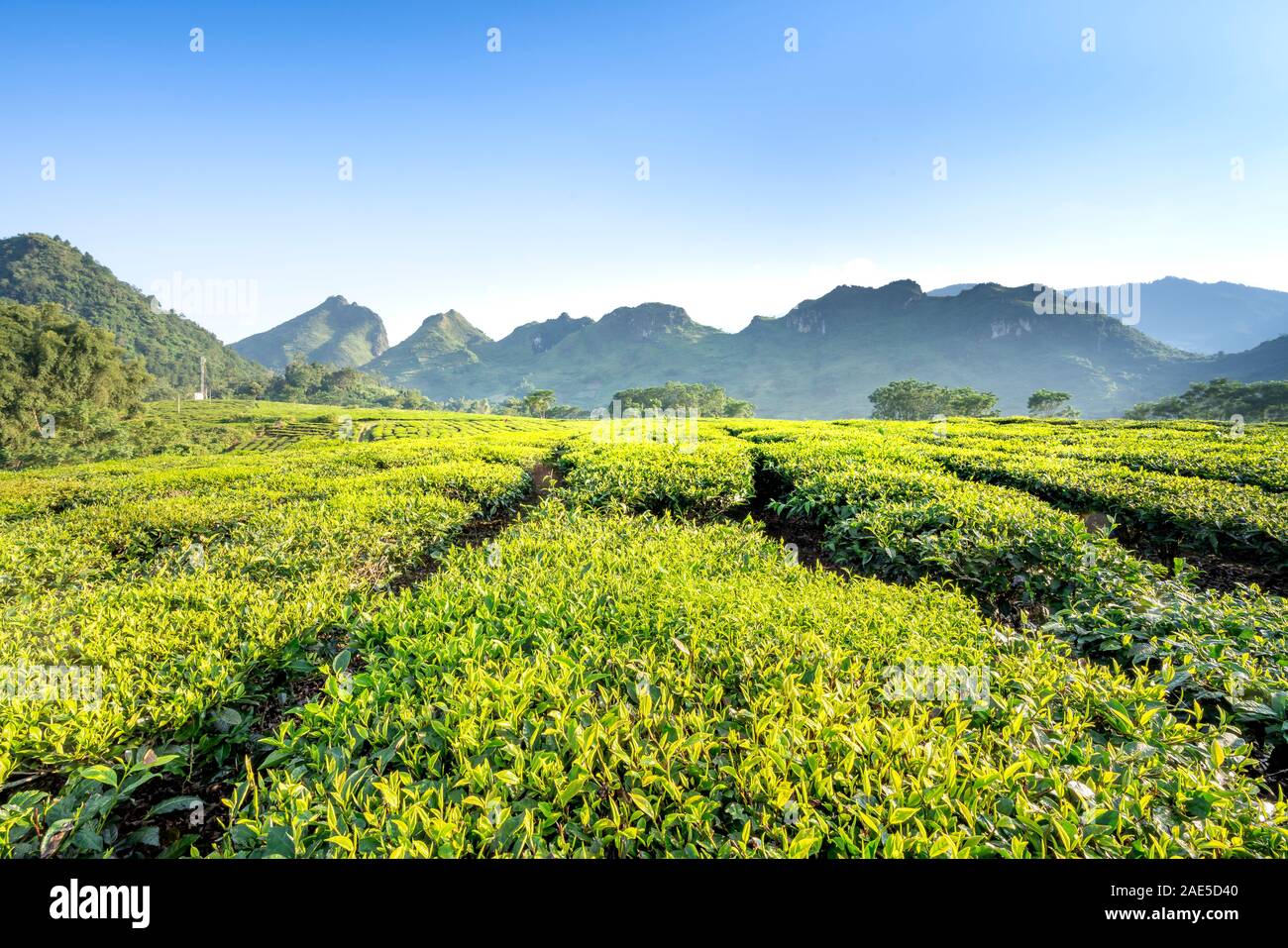 Vietnam tea northwest hi-res stock photography and images - Alamy