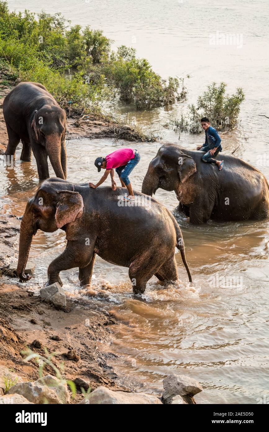 Bath with elephants, Luang Prabang Elephants Camp, Luang Prabang, Laos ...