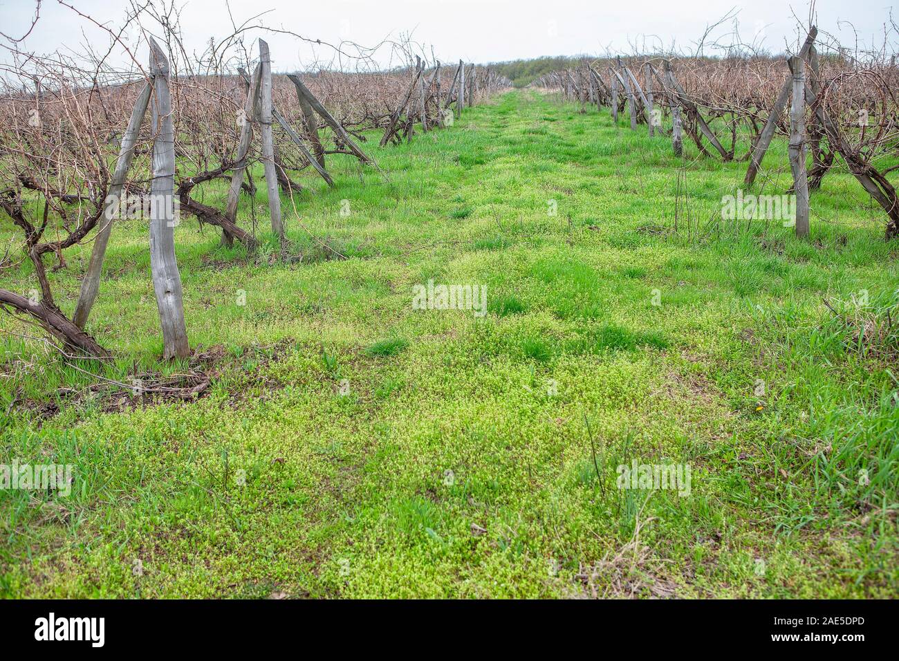 grape vine cultivation in spring season Stock Photo - Alamy