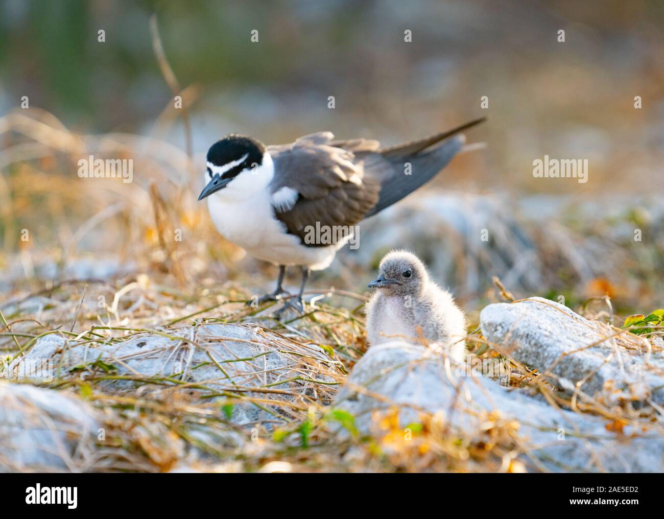 Bridled tern and chick on ground among dry grass and rock on Lady ...