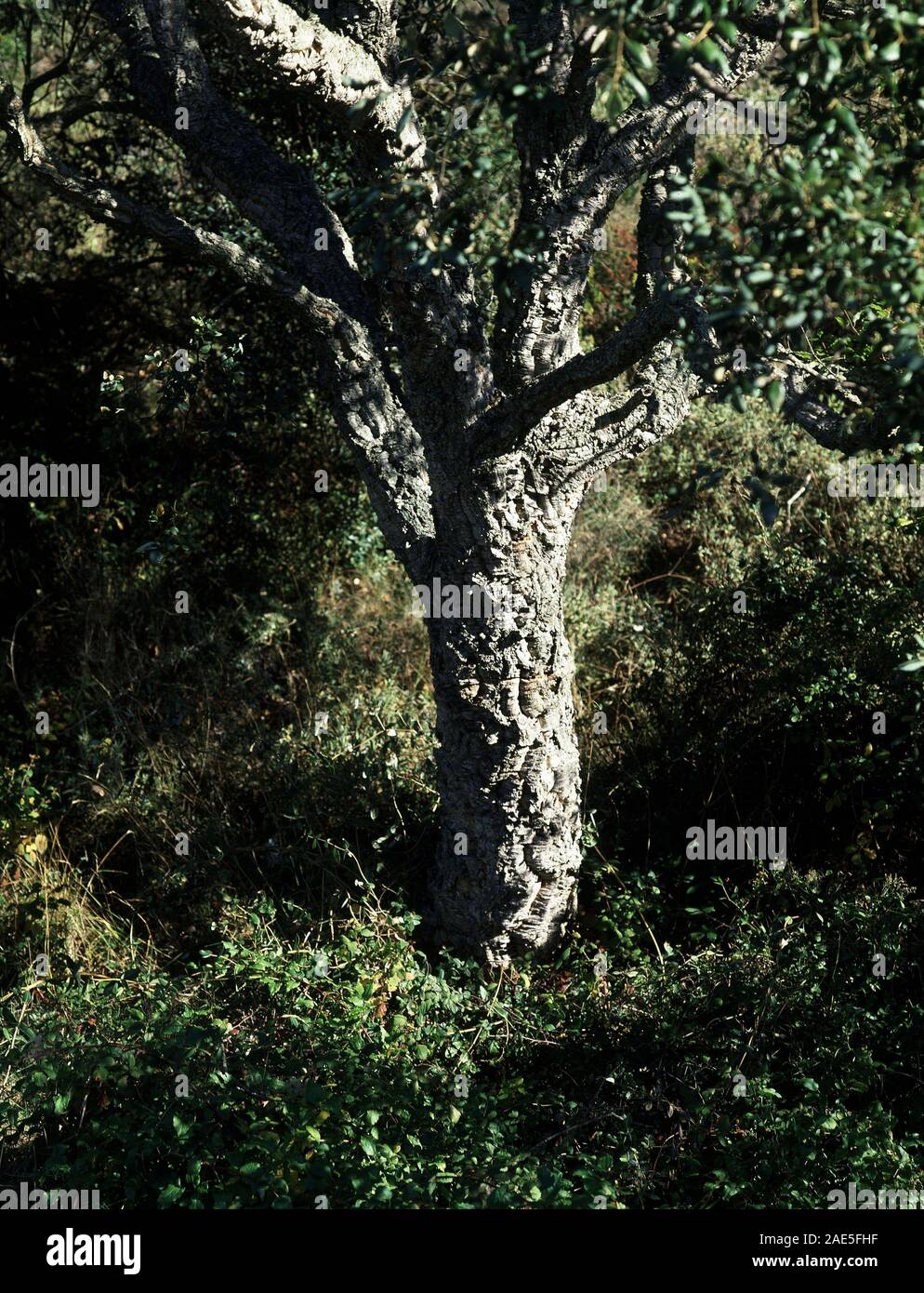 Alcornoque hi-res stock photography and images - Alamy