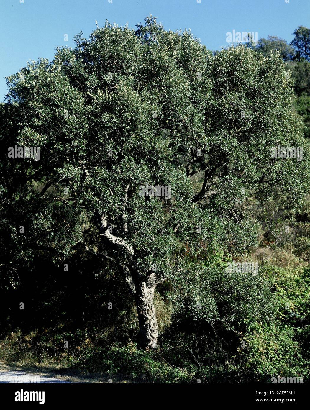 Alcornoque hi-res stock photography and images - Alamy
