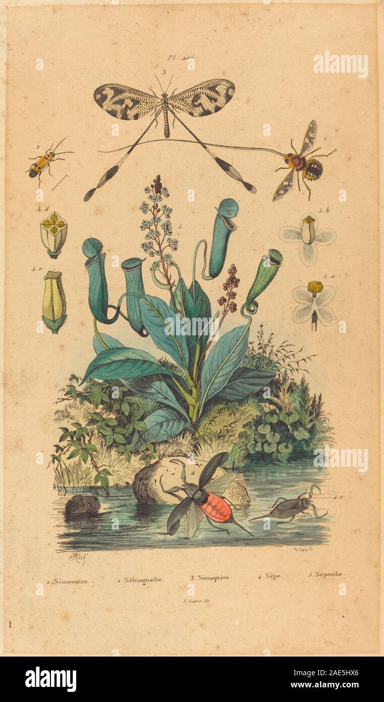 A French 19th-century work published in 1837 depicting various insects ...