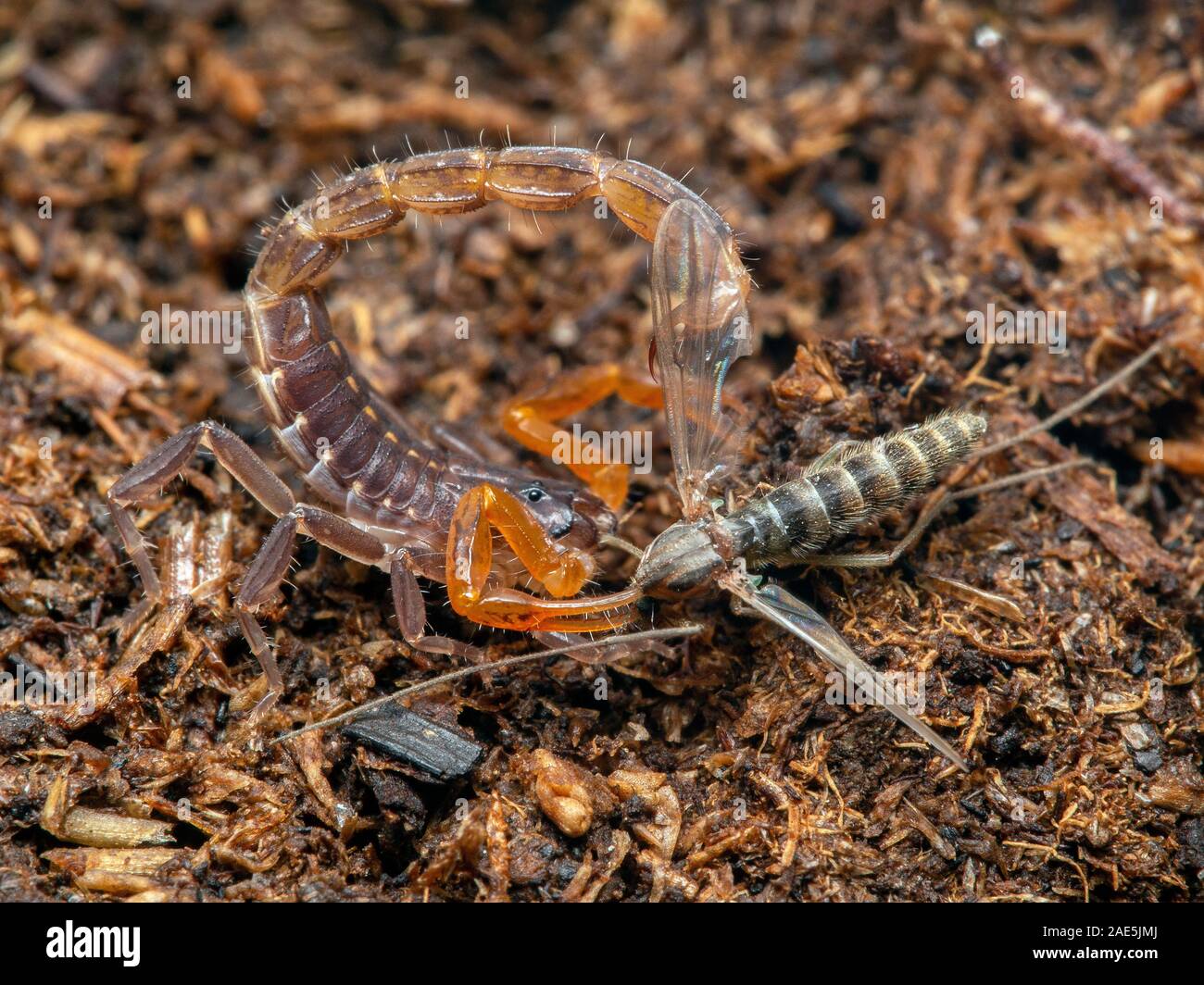 Tiny Juvenile Lychas Tricarinatus Scorpion Feeding On A Non Biting Midge Chironomid These