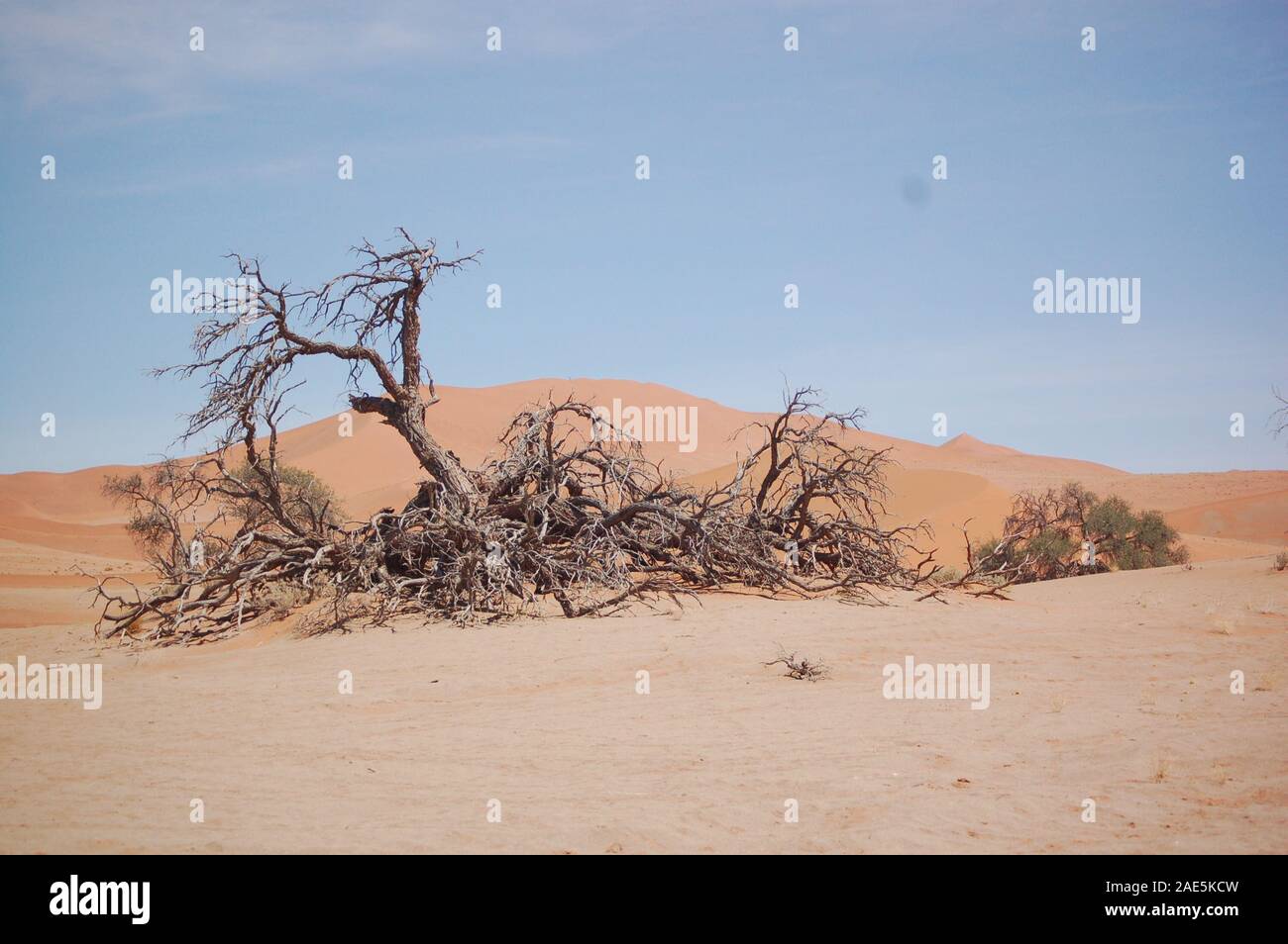 Namib Desert, Namibia: Dead Tree Stock Photo - Alamy