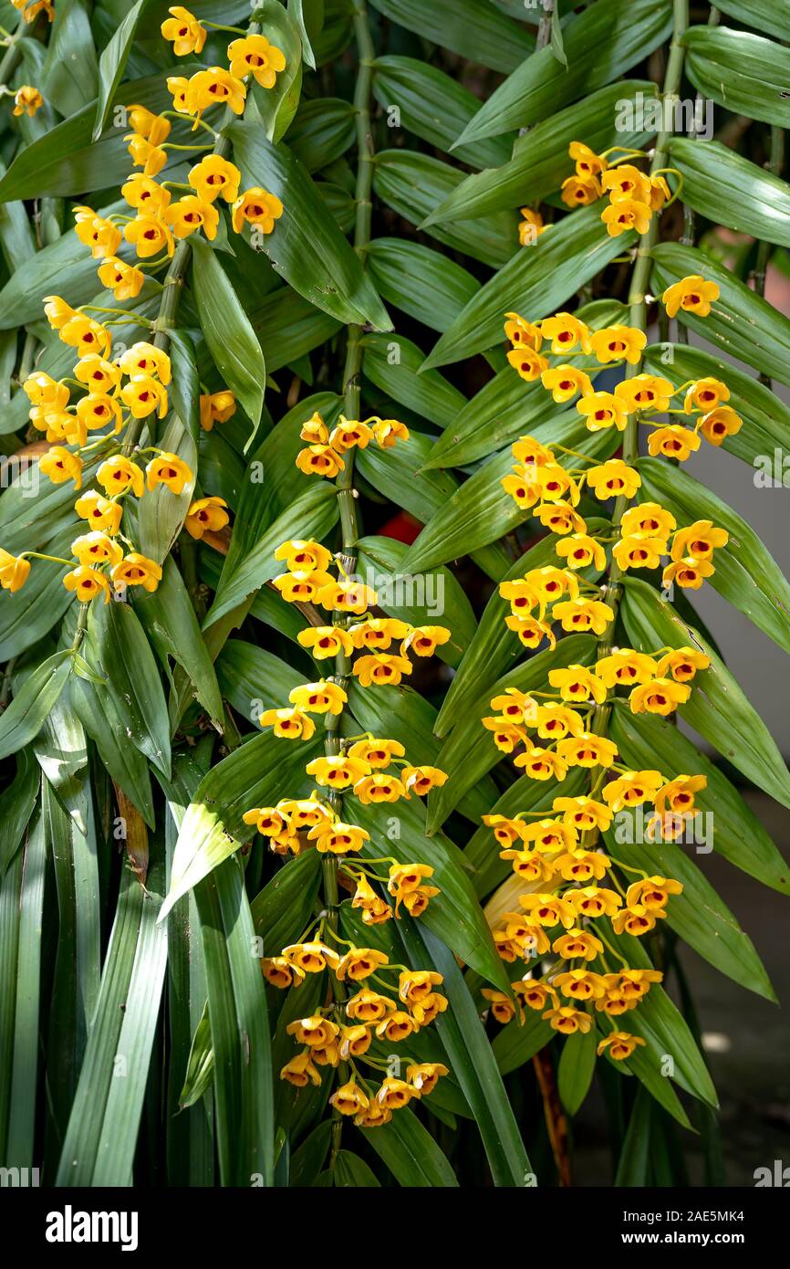 Forest orchids in the northwest region of Vietnam Stock Photo - Alamy