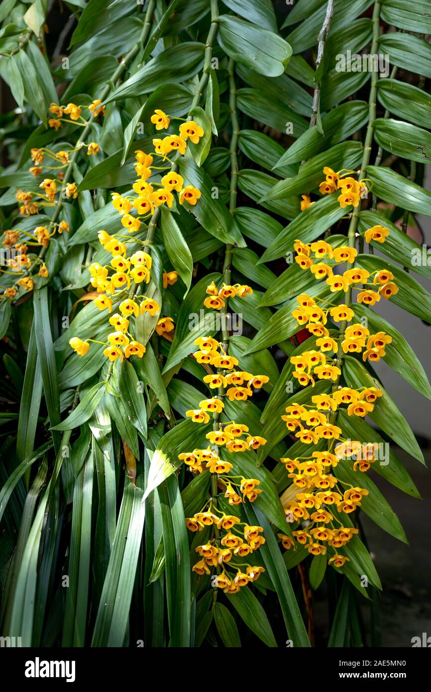 Vietnam orchids hi-res stock photography and images - Alamy