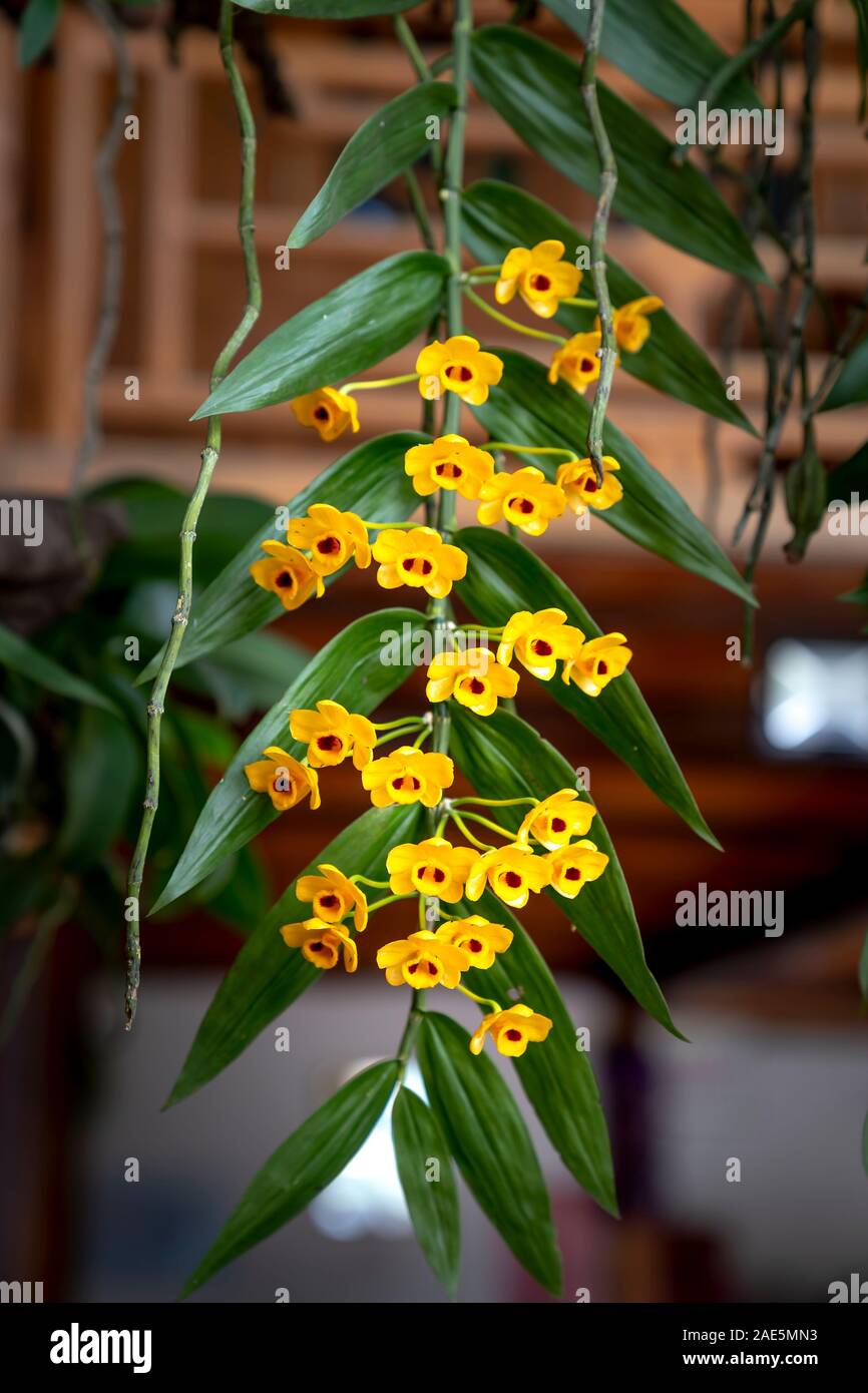 Forest orchids in the northwest region of Vietnam Stock Photo - Alamy