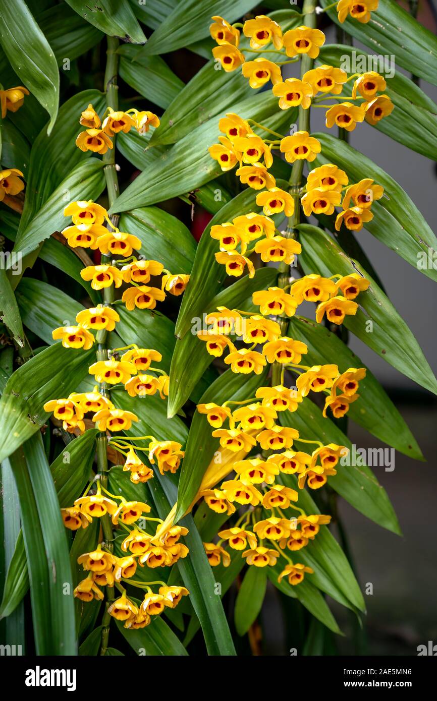 Vietnam orchids hi-res stock photography and images - Alamy