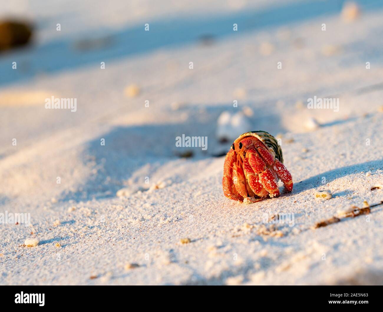 Shell carrying crab hi-res stock photography and images - Alamy