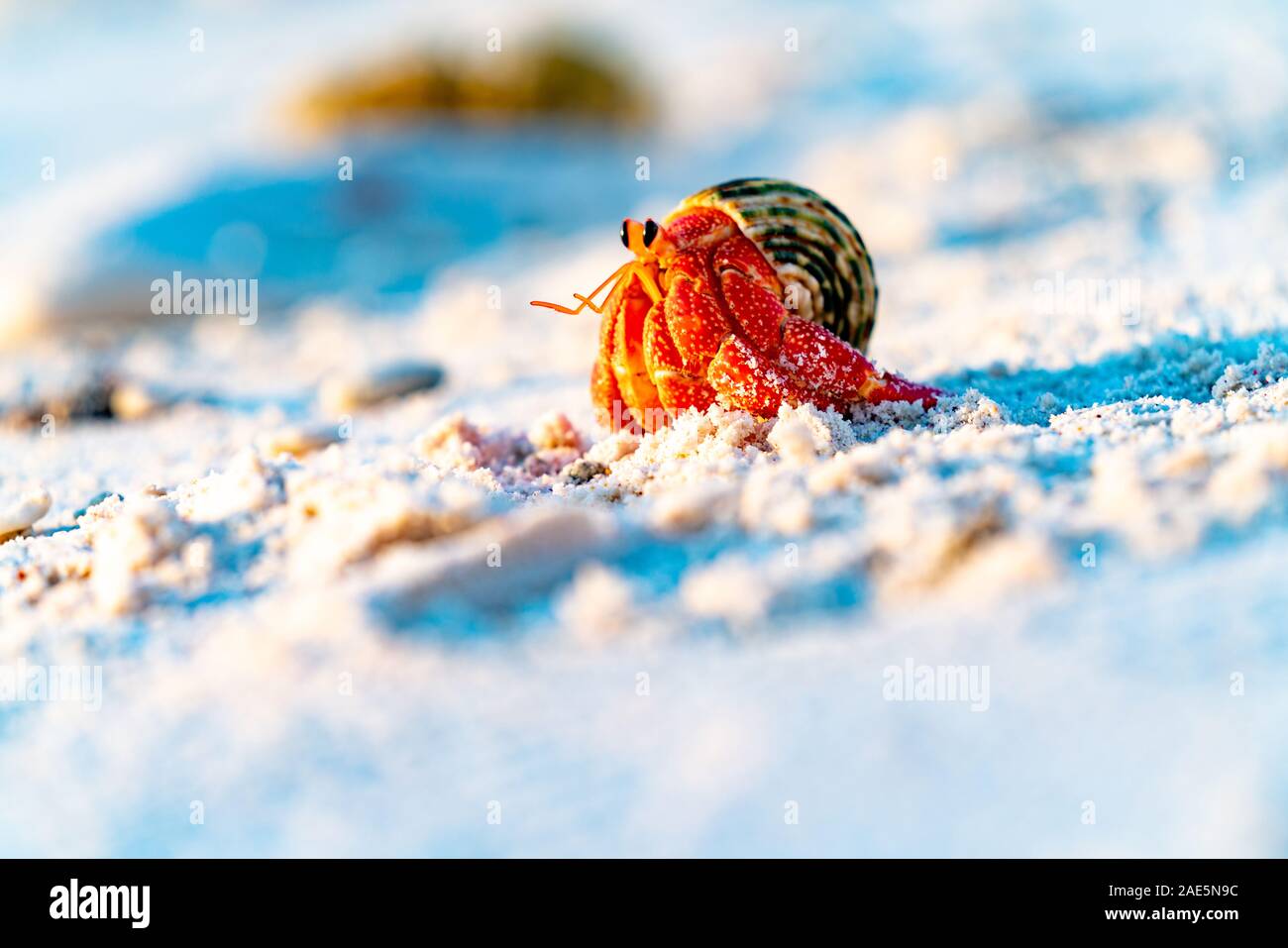 Strawberry hermit crab carrying its protective shell home along beach ...