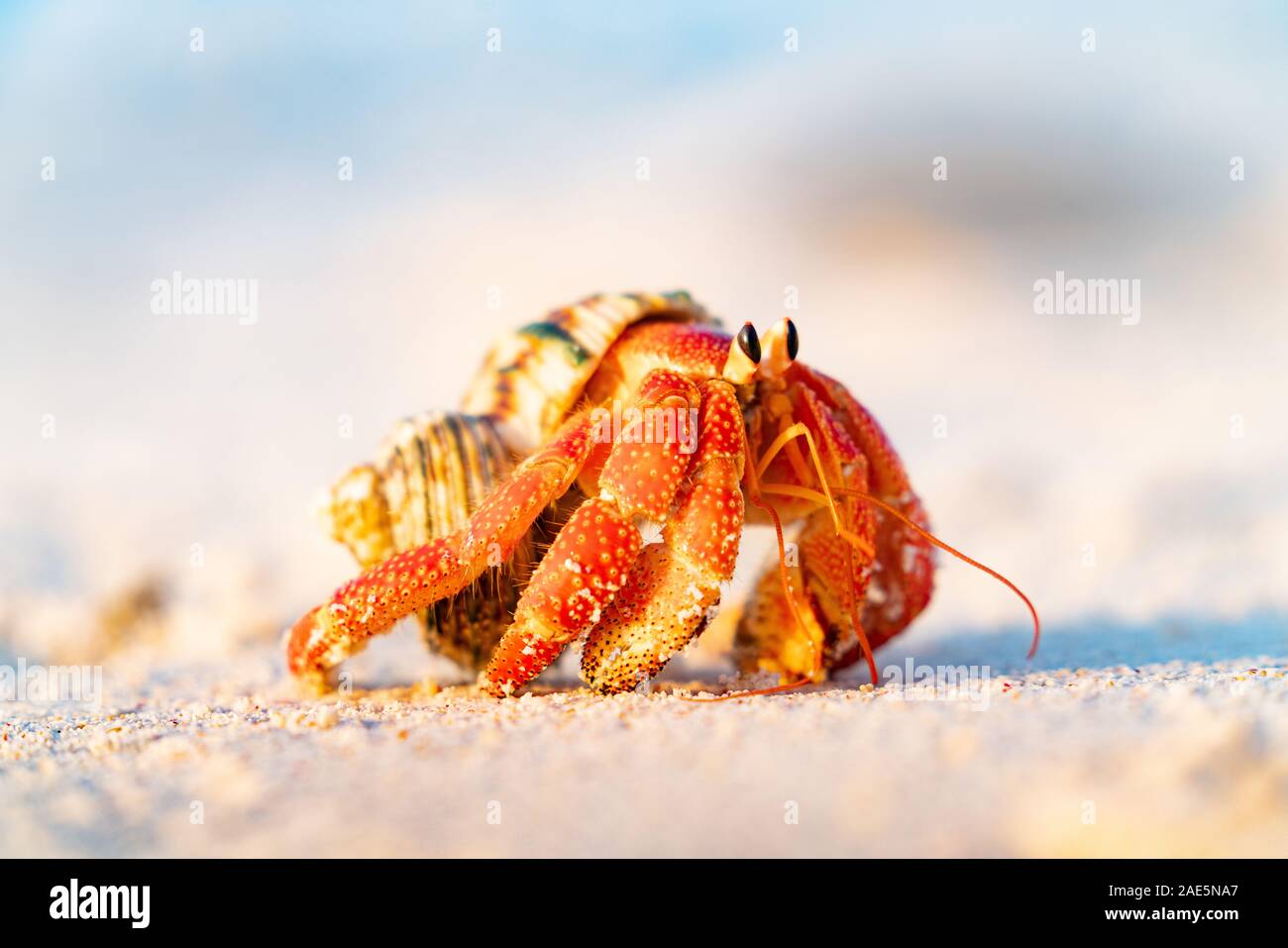 Strawberry hermit crab carrying its protective shell home along beach ...