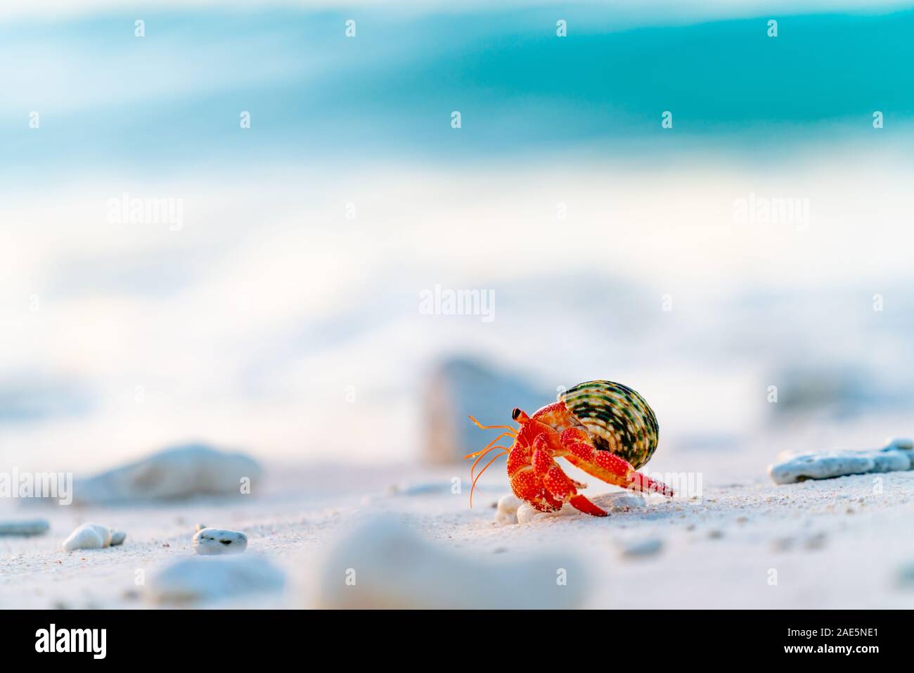 Hermit crab hi-res stock photography and images - Alamy