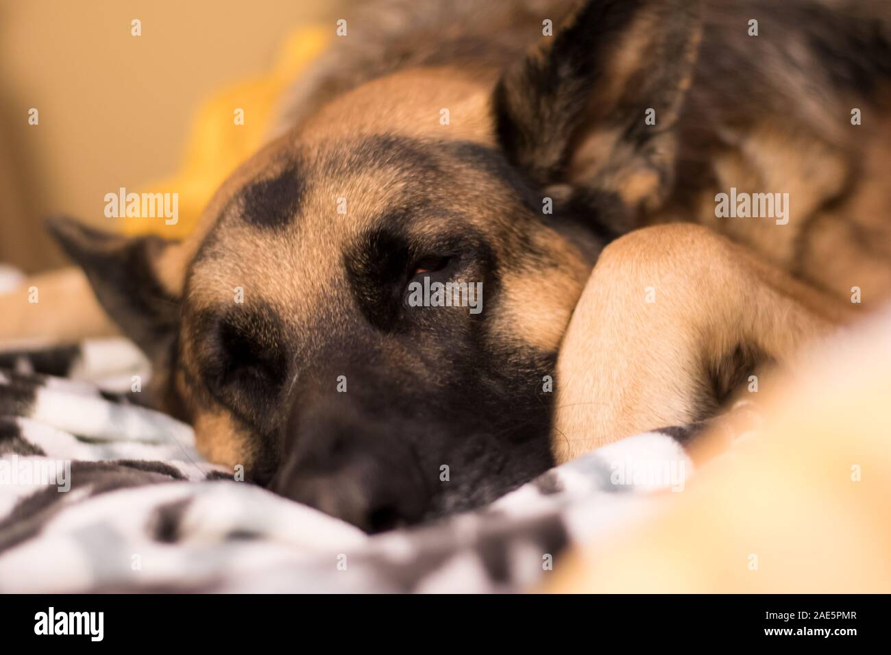 German shepherd dog sleeping hi-res stock photography and images - Alamy