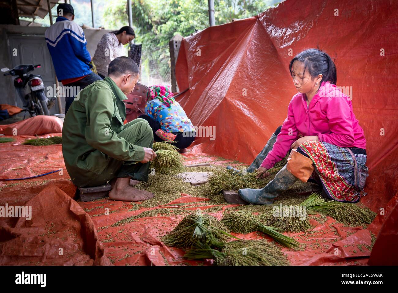 Tu Le, Yen Bai Province, Vietnam - September 18, 2019: Farmers are ...