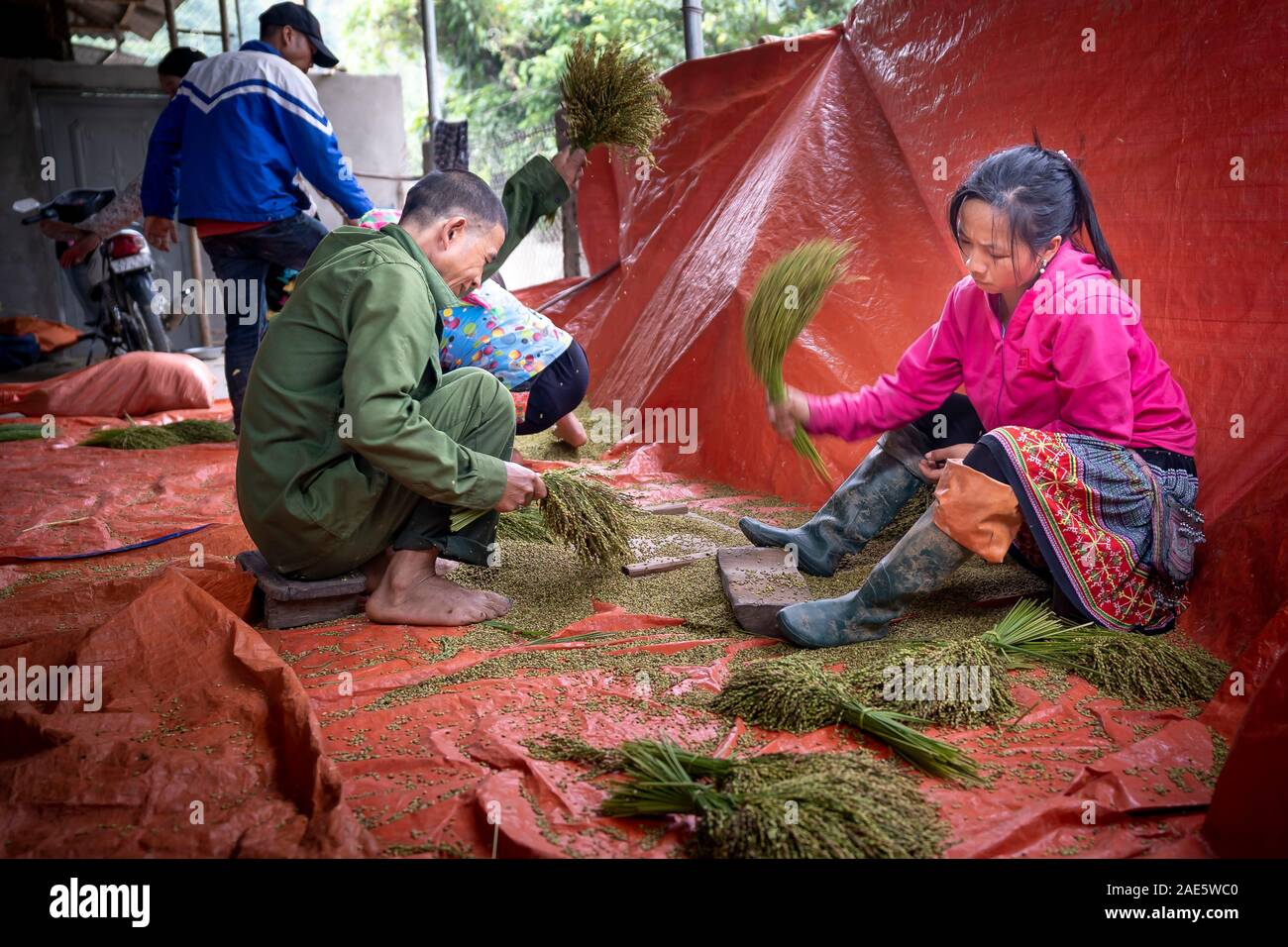 Tu Le, Yen Bai Province, Vietnam - September 18, 2019: Farmers are ...