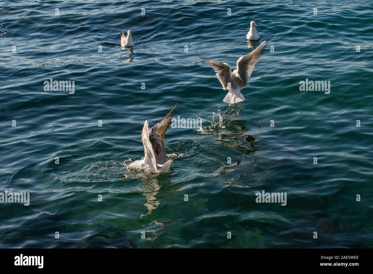 Seagulls are on and over the sea water Stock Photo - Alamy