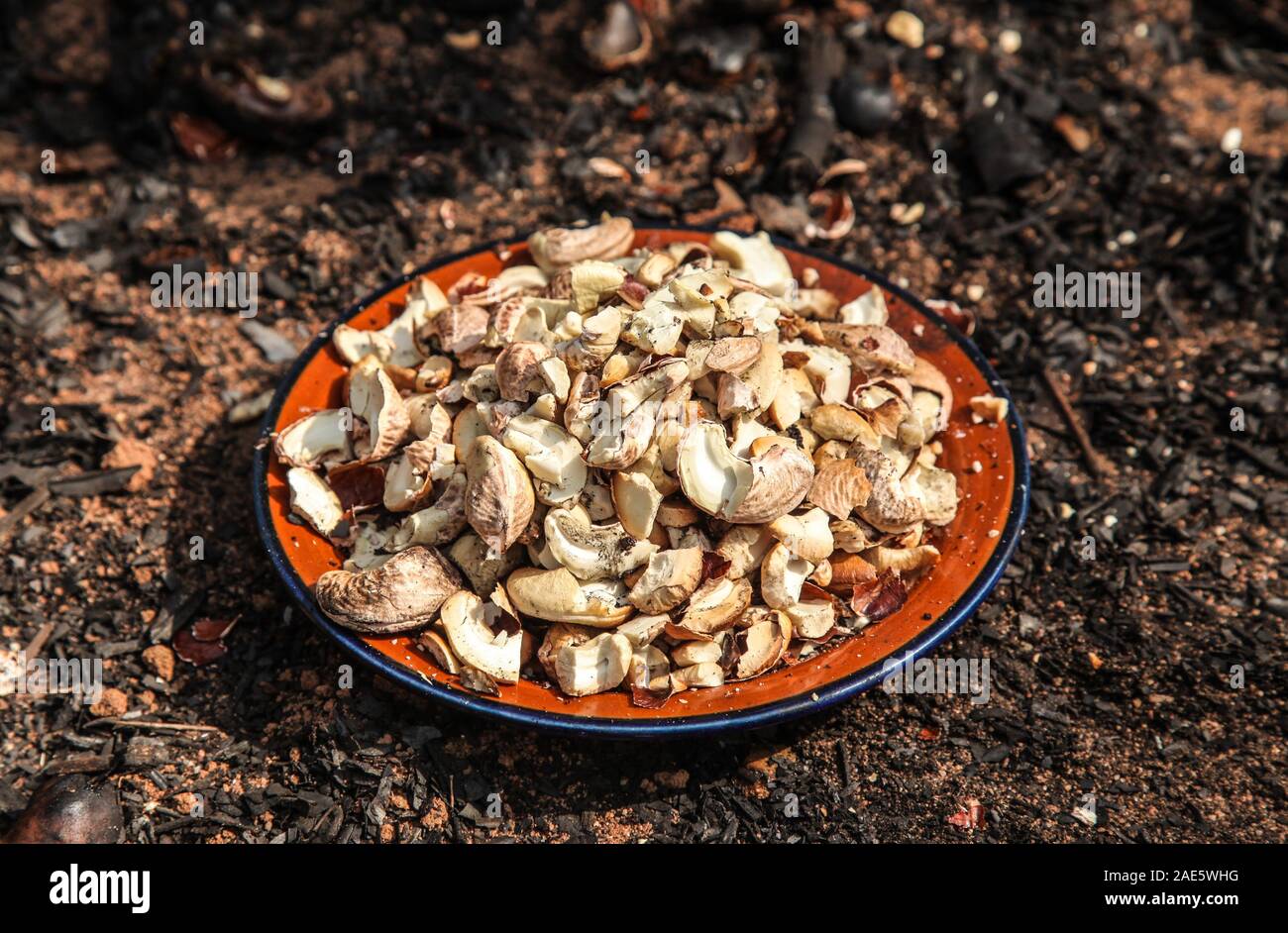 Cashew Nut Apple Organic Cashews Roasted Cashew Farming Stock Photo - Alamy
