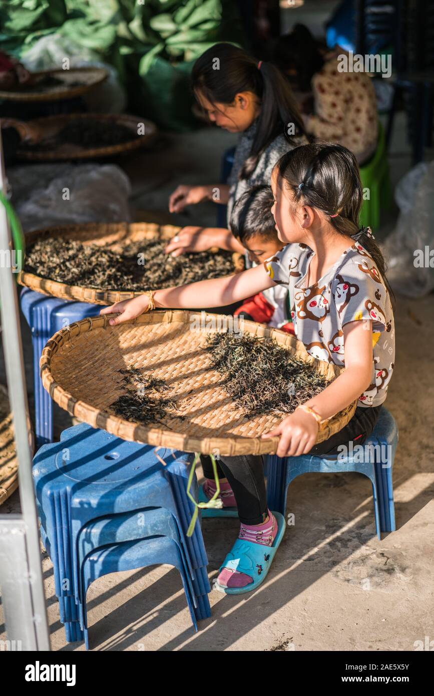 Local woman working with tea, Phongsali, Laos, Asia Stock Photo - Alamy