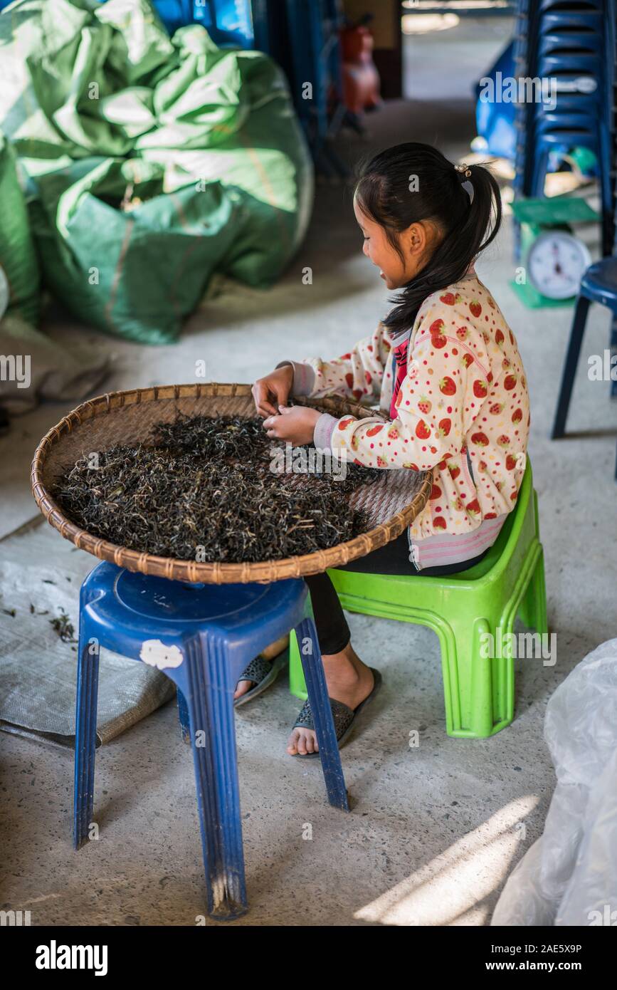 Tea picker laos hi-res stock photography and images - Alamy