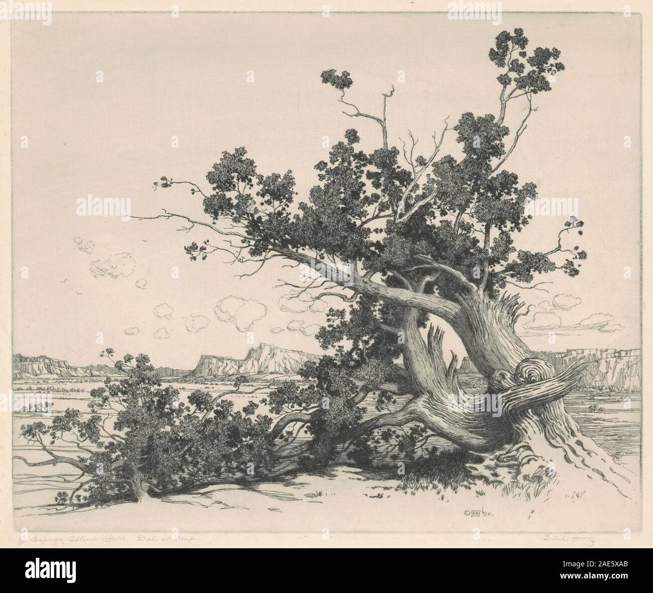 Desert Cedars, New Mexico; 1920date George Elbert Burr, Desert Cedars ...