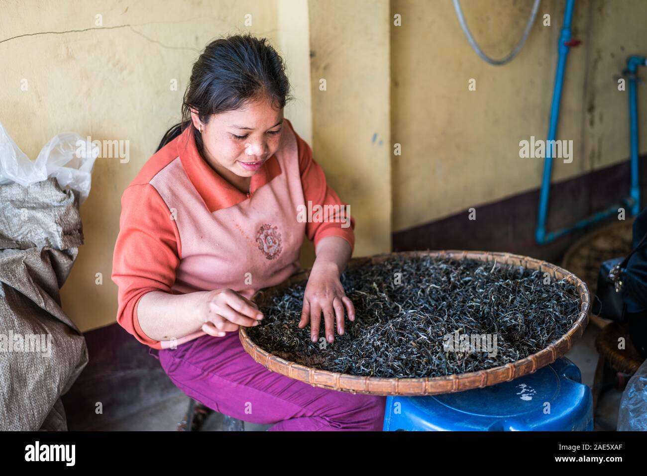 Tea picker laos hi-res stock photography and images - Alamy