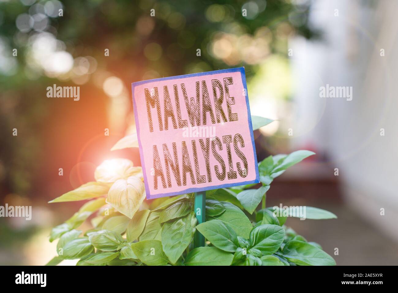 Writing note showing Malware Analysis. Business concept for performs deep analysis of evasive ...