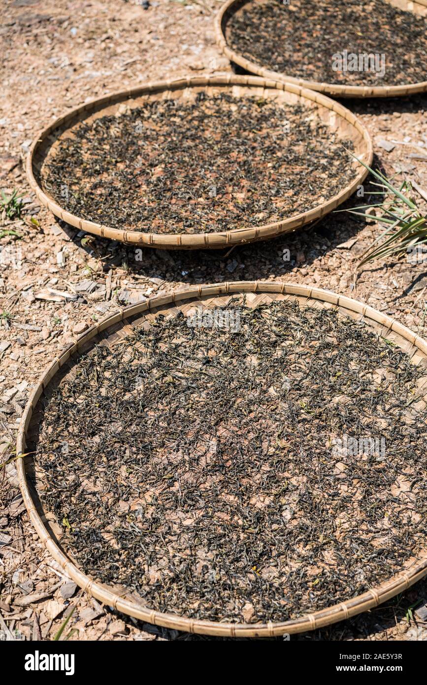 Tea drying china hi-res stock photography and images - Alamy