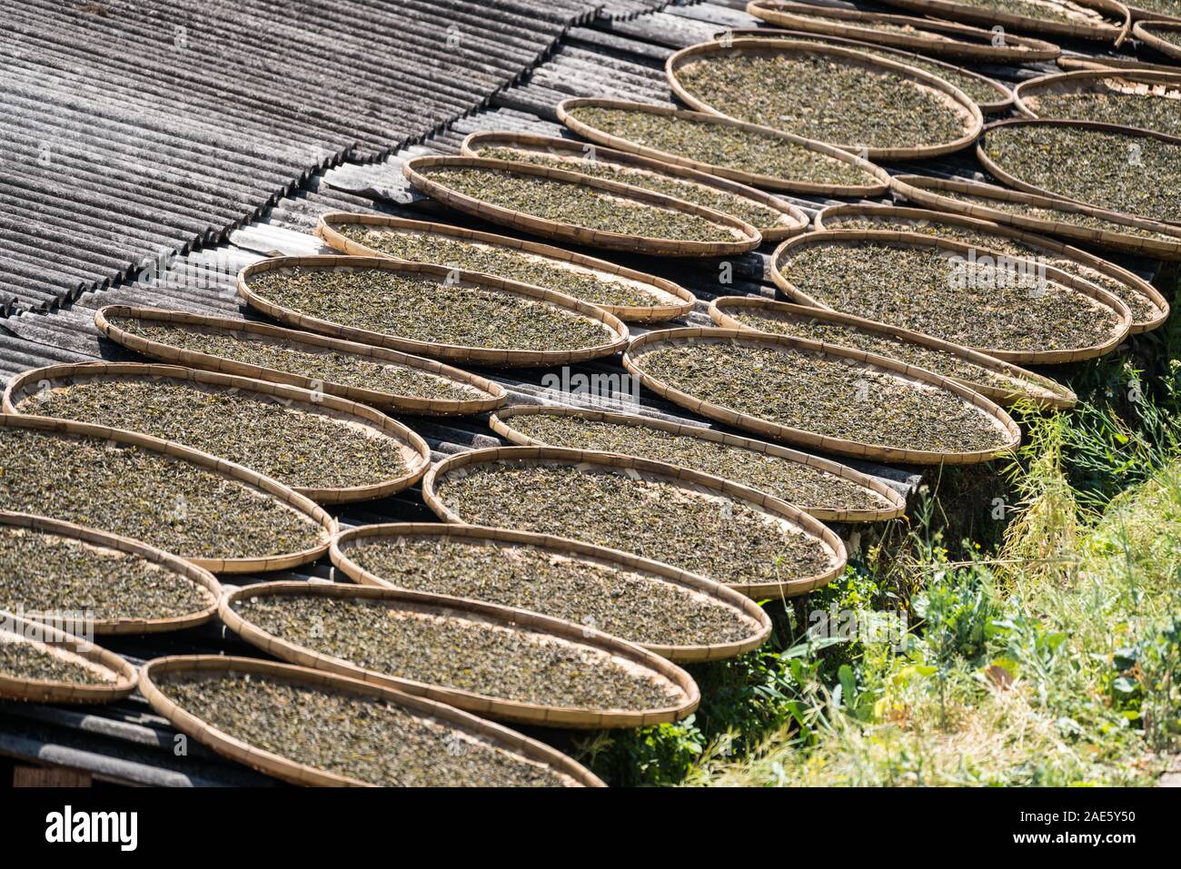 Tea drying china hi-res stock photography and images - Alamy