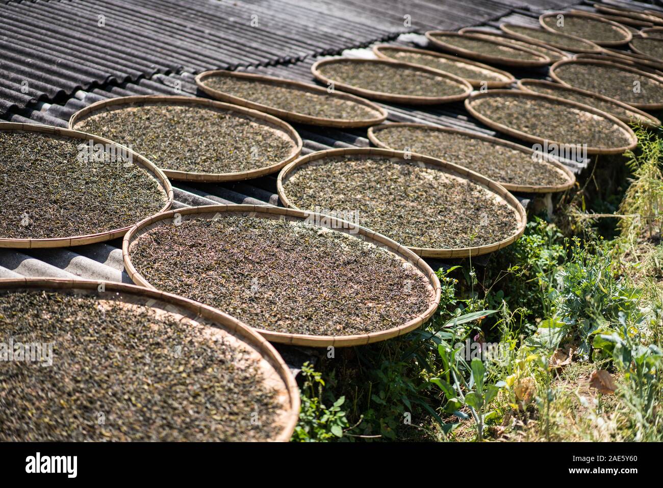 Tea drying china hi-res stock photography and images - Alamy