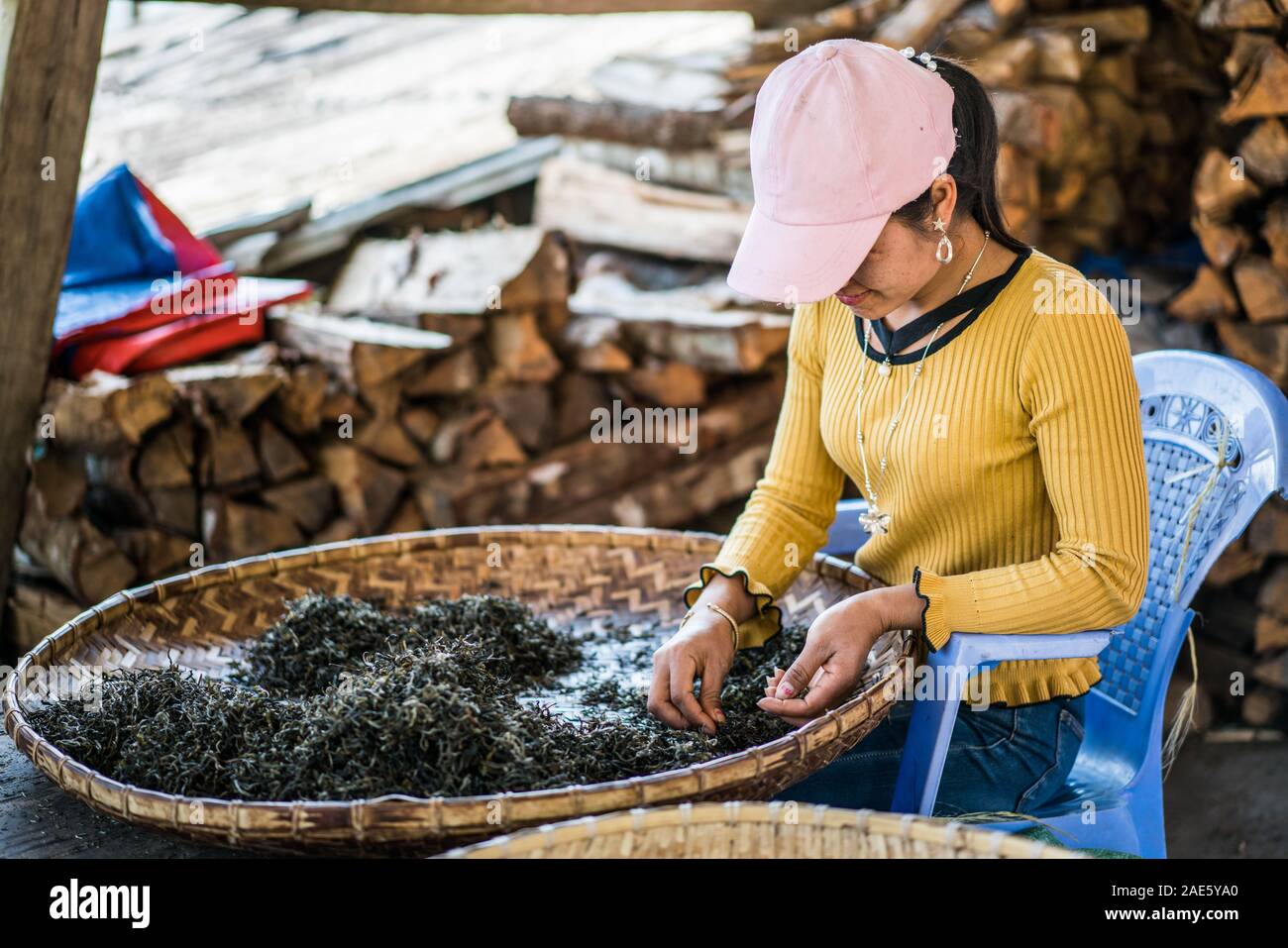 Tea picker laos hi-res stock photography and images - Alamy
