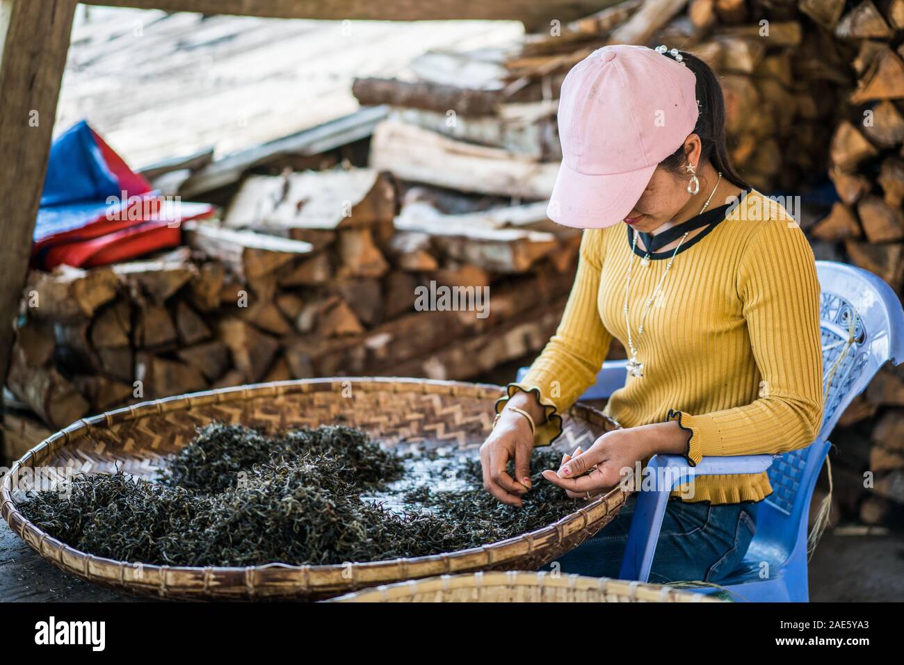 Tea picker laos hi-res stock photography and images - Alamy