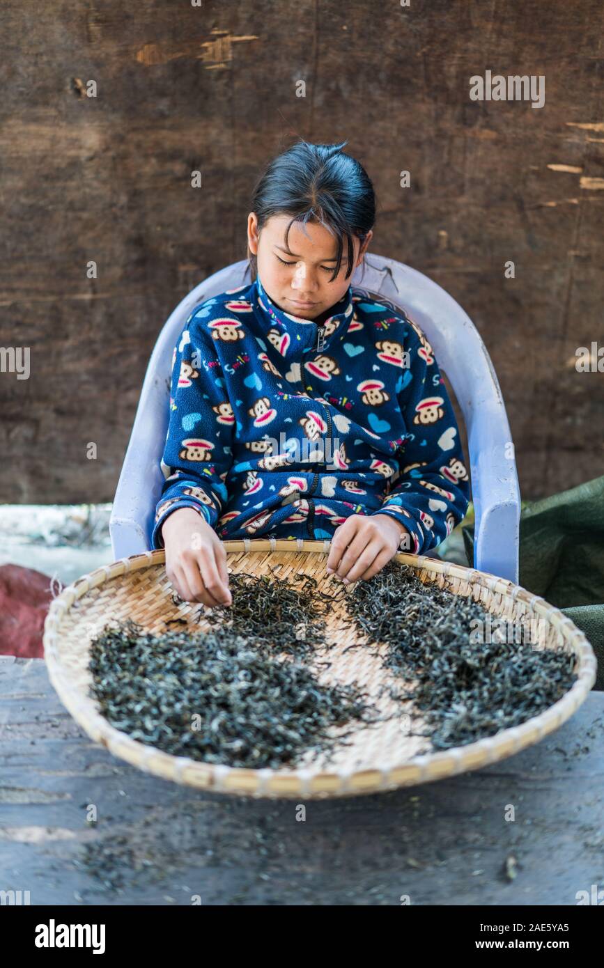 Tea picker laos hi-res stock photography and images - Alamy