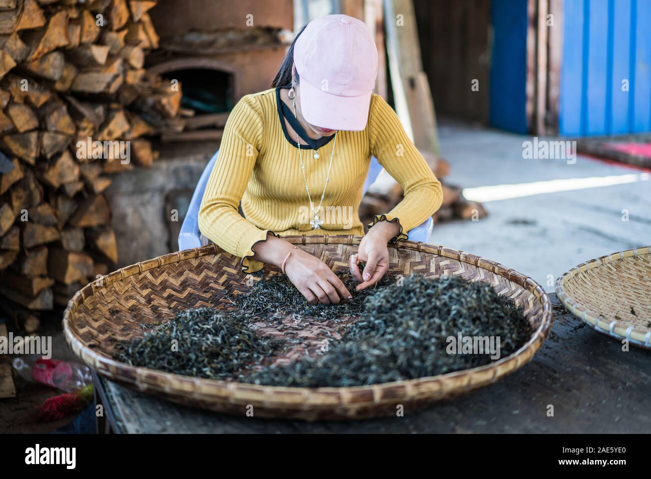 Tea picker laos hi-res stock photography and images - Alamy