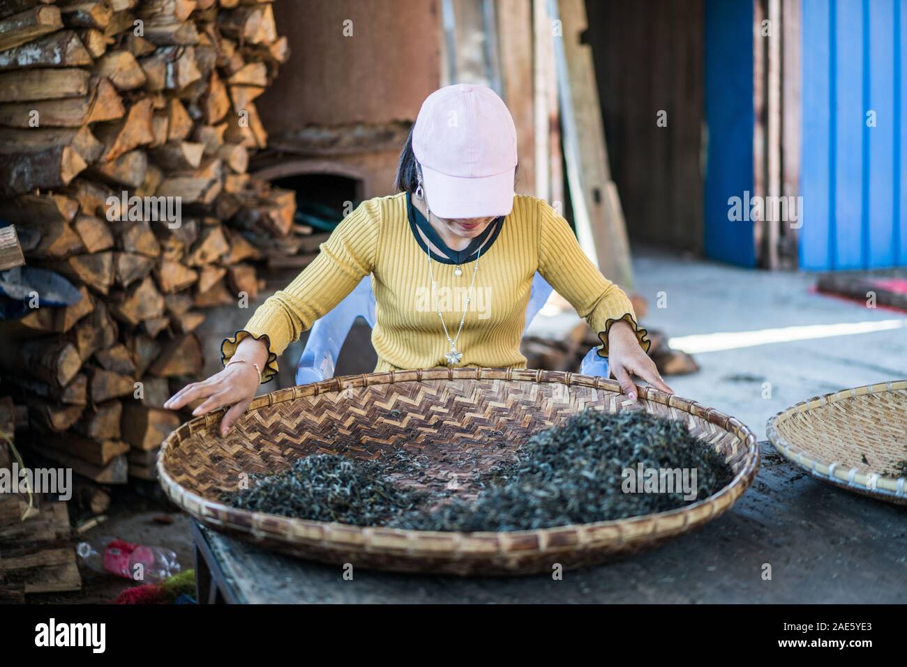 Tea picker laos hi-res stock photography and images - Alamy