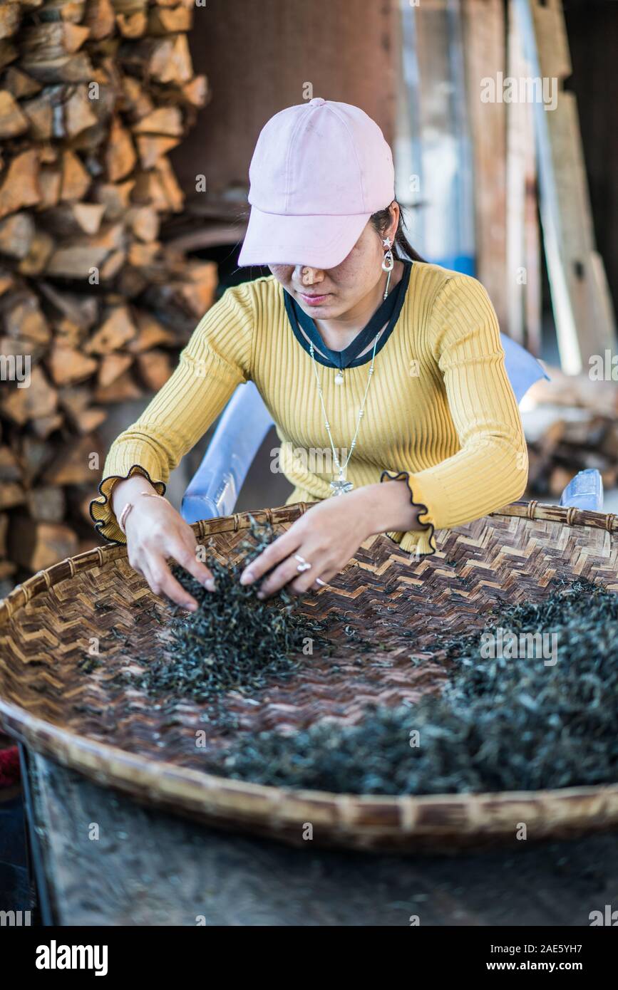 Local woman working with tea, Phongsali, Laos, Asia Stock Photo - Alamy