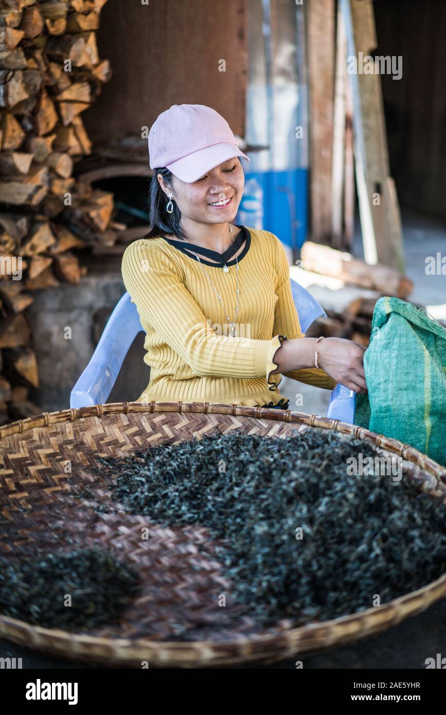 Tea picker laos hi-res stock photography and images - Alamy