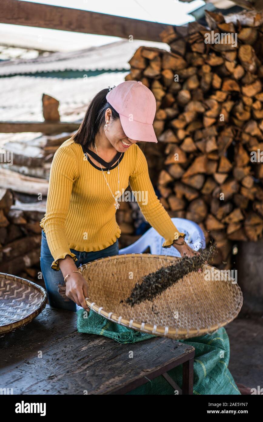 Tea picker laos hi-res stock photography and images - Alamy