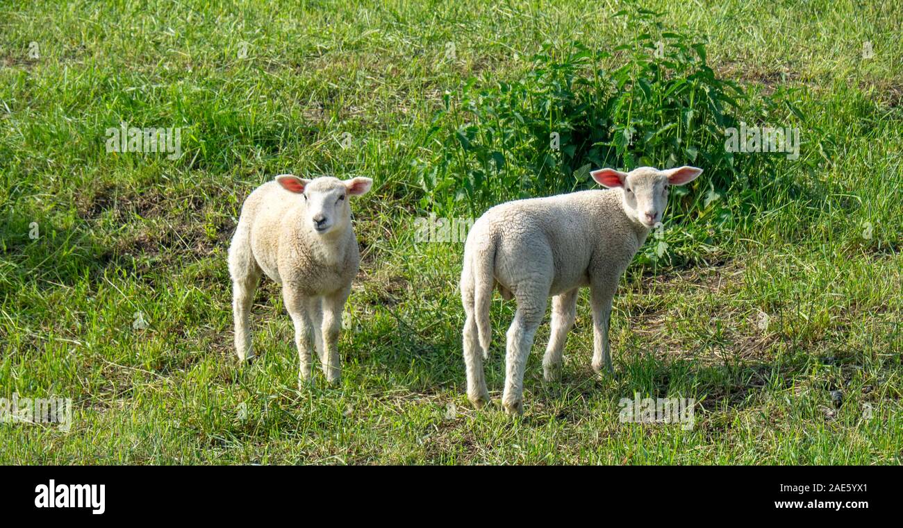 Agriculture farmland livestock in germany hi-res stock photography and ...