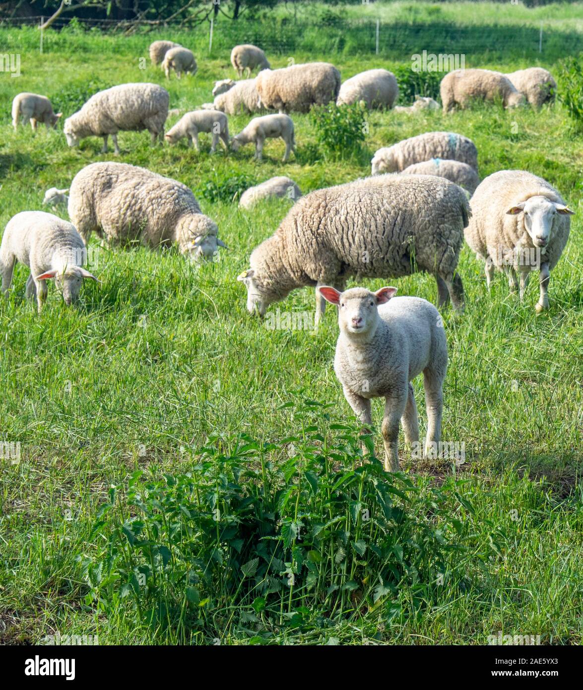 Agriculture sheep and lambs in a farm paddock in Saxony-Anhalt Germany ...