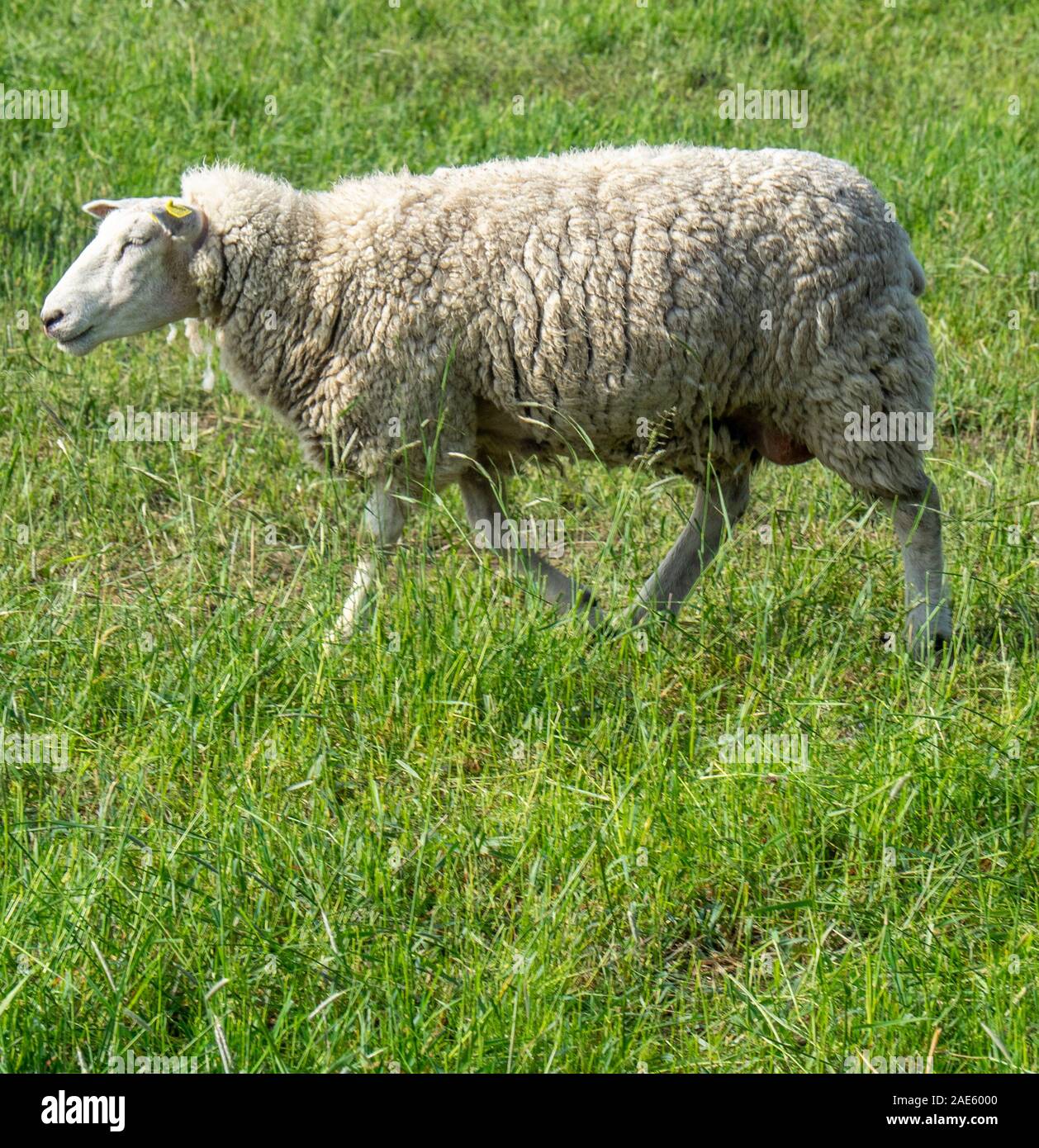 Agriculture sheep in a farm paddock in Saxony-Anhalt Germany Stock ...