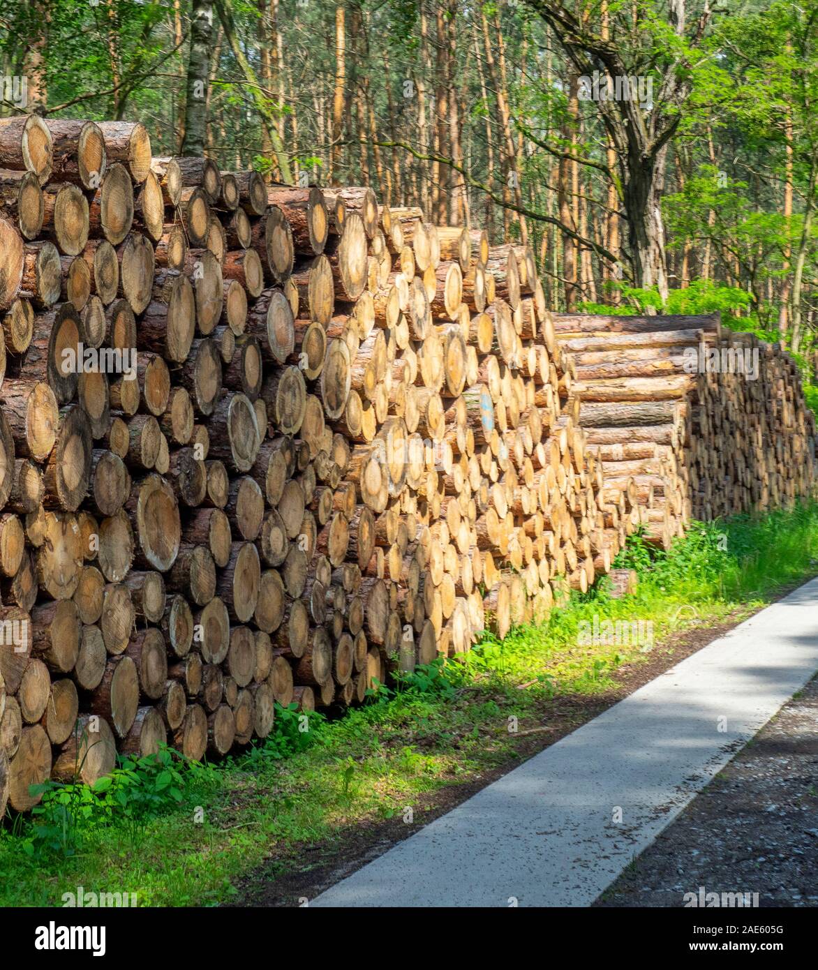 Timber industry stacked logs beside Badetzer Weg road in Steckby ...